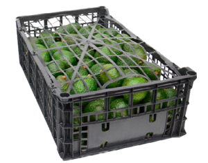 Our Avocados – Coliman Avocados